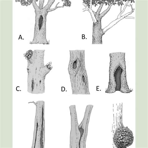 PDF Habitat Trees Key Elements For Forest Biodiversity
