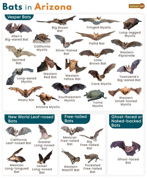 List Of Bats That Live In Nevada With Pictures