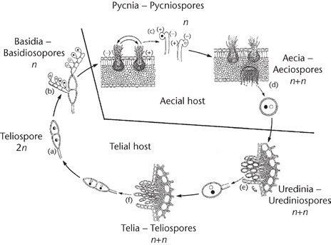 Life Cycle Of A Macrocyclic Heteroecious Rust A Mature Diploid Download Scientific Diagram