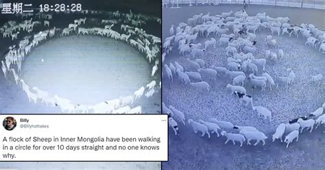 Ba Ba Scared Sheep Flock Of Sheep Walking Round In A Circle For 12 Days Has Spooked People