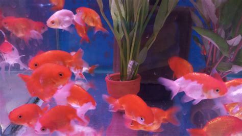 ปลาทอง สวยๆจ้าา 📌 ห้างฟิวเจอร์พาร์ครังสิต ชั้น B ใต้ดิน ทางออกประตูb2 ประตูmkชั้นใต้ดิน ผ่าน