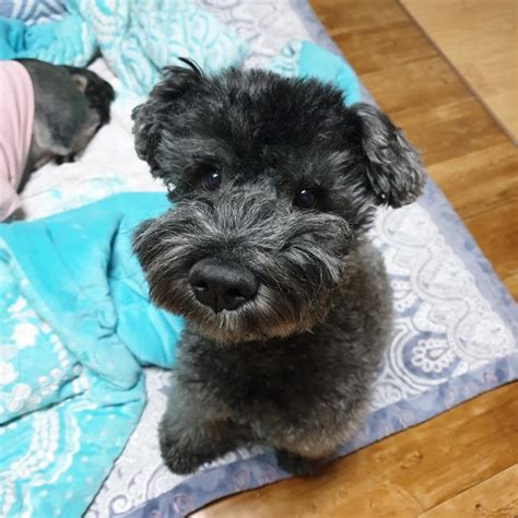 제 제 고 마 워 그 리 고 사 랑 해 ♡ 씨엘로펫