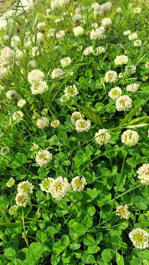 네잎클로버 찾기 쉽다