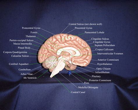 Hypothalamus Model Images Labeled Labeled Brain Model