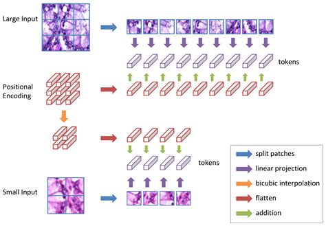 histossl self supervised representation learning for classifying