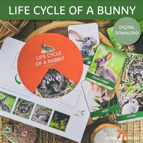 Rabbit Life Cycle European Rabbit Resources Bunny Printables Bunny Life Cycle Instant Download