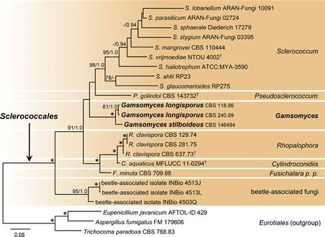 Combined Phylogeny Using Its Lsu Ssu And Rpb2 Of Representatives Of Download Scientific