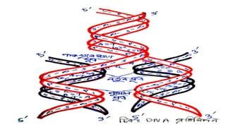 DNA Replication Process In Details Ppt Format PPT
