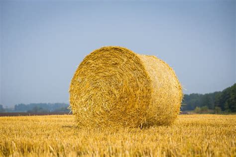 Rolls Of Haystacks On The Field Summer Farm Scenery With Haystack On