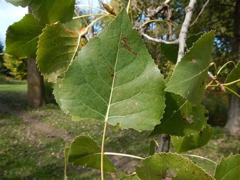 Eastern Cottonwood The Arboretum