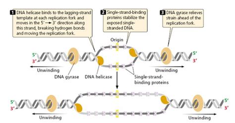 Dna Replication Topoisomerase Function