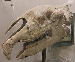 Paraceratherium Wikipedia