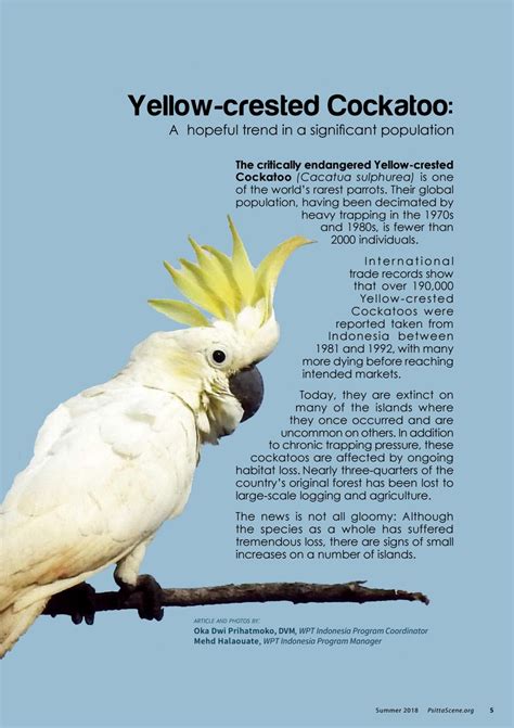 Yellow Cockatoo