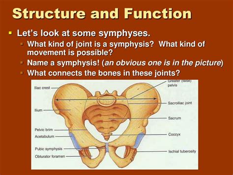 PPT Joints PowerPoint Presentation Free Download ID 3772670