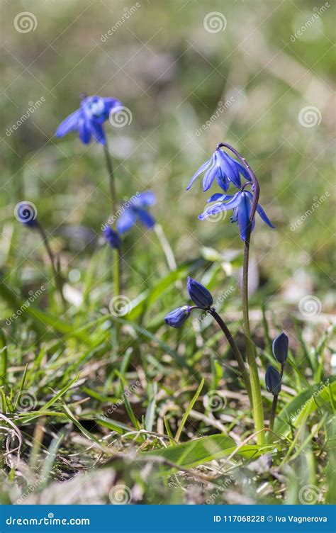 Scilla Siberica Blue Small Springtime Flowers In The Grass Close Up