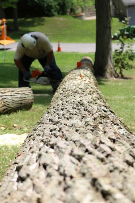 Tree Trimming Vs Tree Pruning Key Differences Benefits And Expert Tips For Healthier Trees