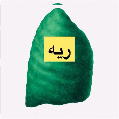 Anatomyembryologyscience • Instagram Photos And Videos