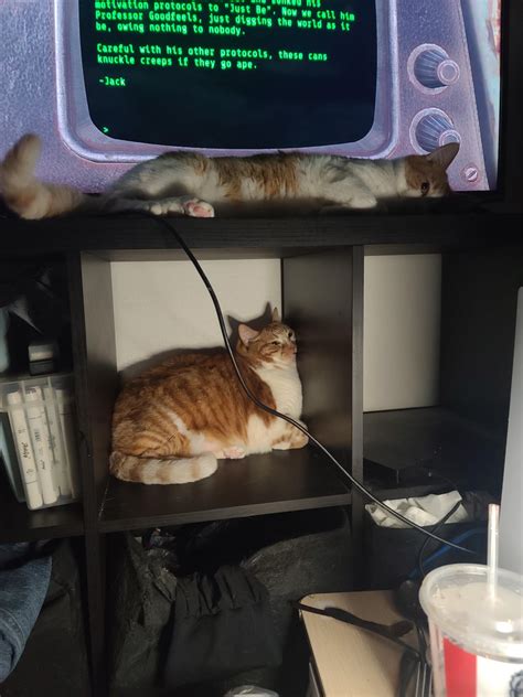 I Cleared Out My Cubbies For My Bbs I Later Moved Wire Outta The Way R Cats