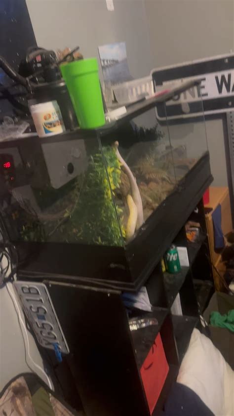 Help My Ball Python Might Be Sick Rballpython