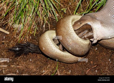 Reticulated Python Eating