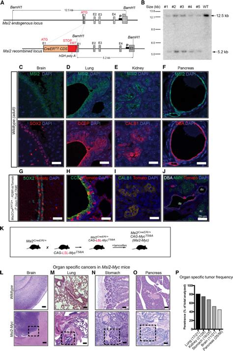 Single Cell Mapping Identifies Msi Cells As A Common Origin For