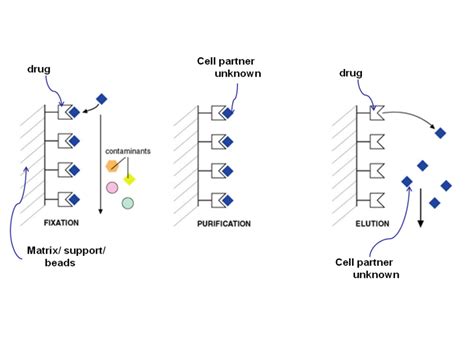 Affinity Chromatography Ligand