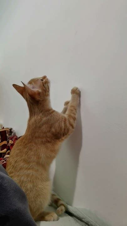 Когда у тебя живет велоцираптор Youtube