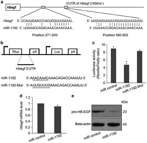 R 1192 Directly Targets Hbegf A Schematic Representing Mir 1192