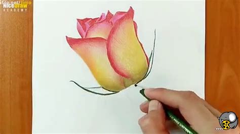 طراحی گل رز نحوه کشیدن گل رز با مداد رنگی آموزش طراحی مداد رنگی فیلو