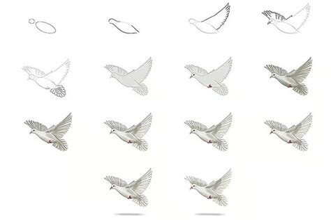 How To Draw A Dove A Step By Step Tutorial On Dove Drawing In 2024 Dove Drawing Drawings