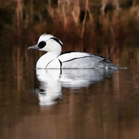 Vroege Vogels Foto Vogels Het Nonnetje In De Awd
