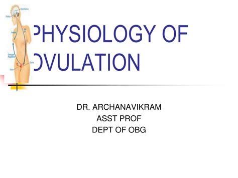 Ppt Physiology Of Ovulation Powerpoint Presentation Free Download