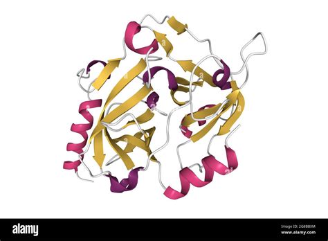 Structure Of Exfoliative Toxin A From Staphylococcus Aureus 3d Cartoon Model Secondary