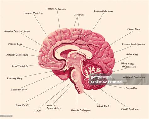 Diagram Of A Brain High Res Vector Graphic Getty Images