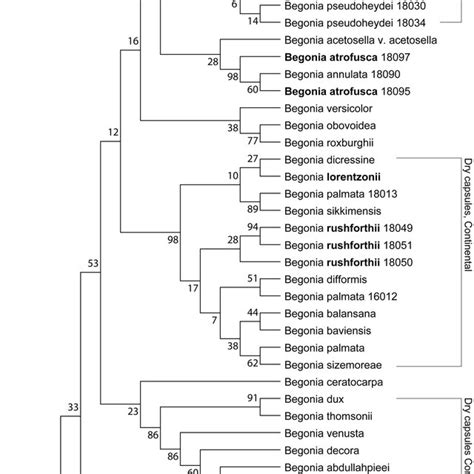 Maximum Likelihood Phylogeny Based On Analysis Of Chloroplast Dna