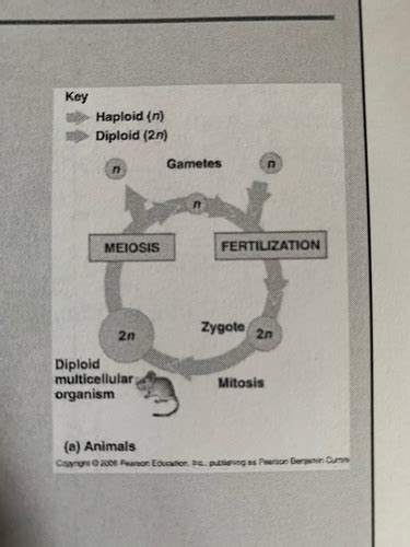 Chapter 28 Protist And Macroalgae Flashcards Quizlet
