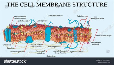 Cell Membrane Structure Vector File Stock Vector Royalty Free