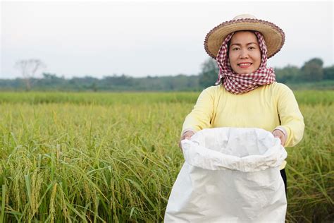 Happy Asian Woman Farmer Is At Paddy Field Wears Hat Yellow Shirt