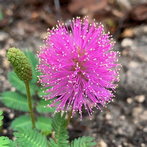 Mimosa Ground Cover Florida