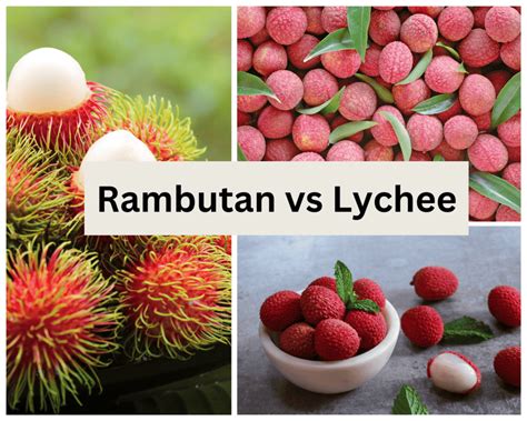 Rambutan Vs Lychee Tropical Wild Edibles Rambutan