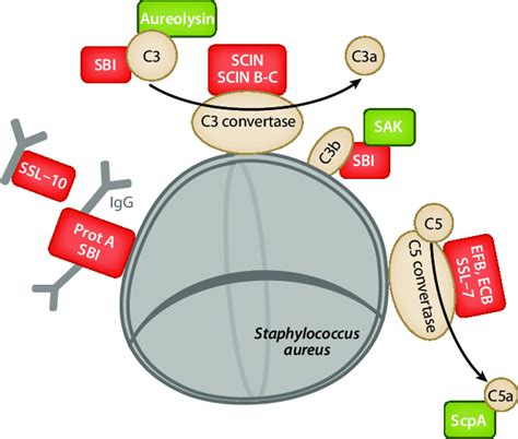 Evasion Of Opsonization Schematic Representation Of The Molecular Download Scientific Diagram