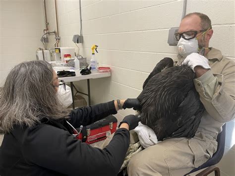 Lead Poisoning Poses An Ongoing Threat To Recovery Of Northern California Condors Jefferson