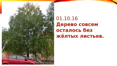 Береза Дневник наблюдений 5 класс презентация онлайн