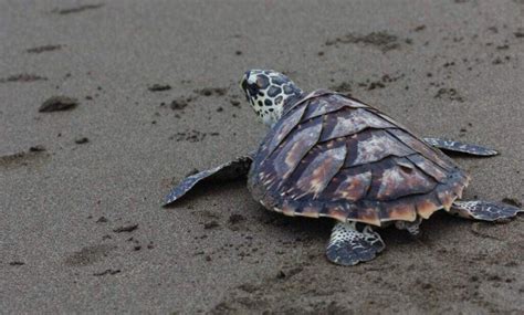5 Tortoise Shell Problems And Way To Treat Them The Turtle Hub