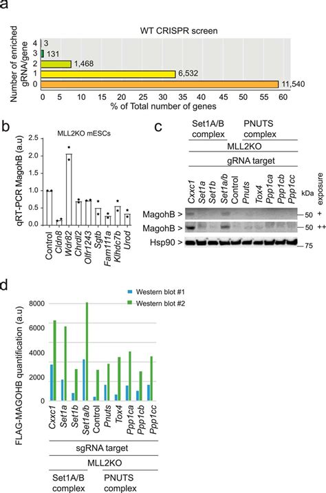 CRISPR Screen Validation A CRISPR Screen Results Representing The Download Scientific Diagram