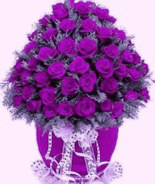 Purple Heart S Tenor