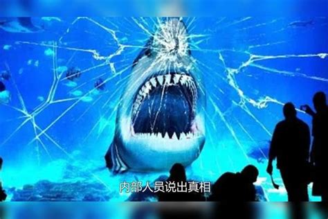世界各地海洋馆那么多，为什么唯独没有大白鲨？内部人员说出真相