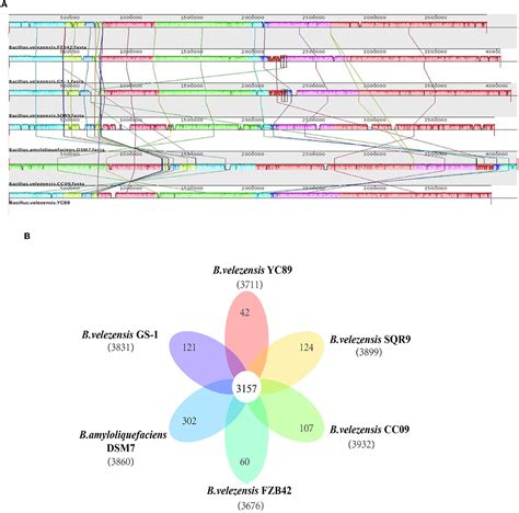 Frontiers Corrigendum Complete Genome Sequence Of Biocontrol Strain