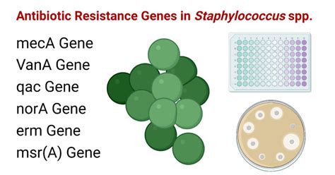 Antibiotic Resistance Genes In Staphylococcus Spp