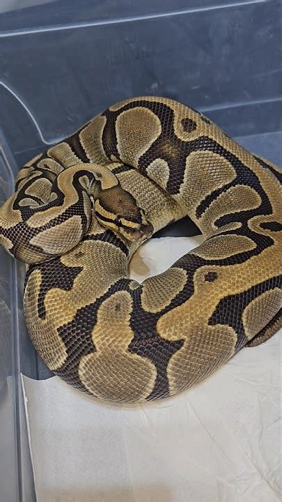 We Might Have A Shoot On Ultraclownpied This Year 🤞😉 Joinreptiles Pythonregius Royalpythons